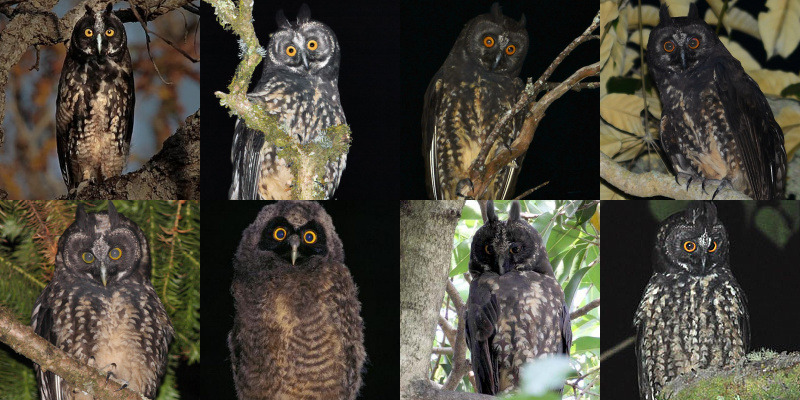 Stygian Owl Asio Stygius Information Pictures Sounds The Owl Pages Stygian Owl Asio Stygius Information Pictures Sounds The Owl Pages
