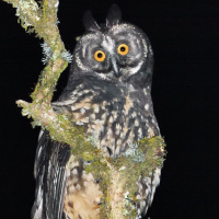 Stygian Owl Asio Stygius Information Pictures Sounds The Owl Pages